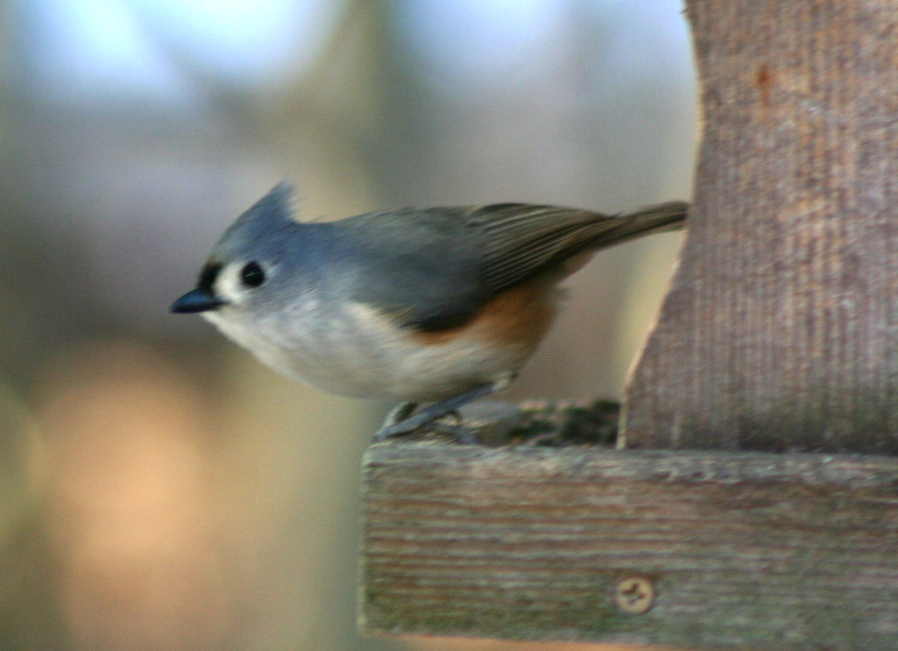 Birds of Chebeague