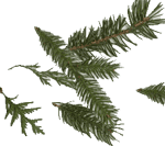 Maine Tree and Leaf Identification Website